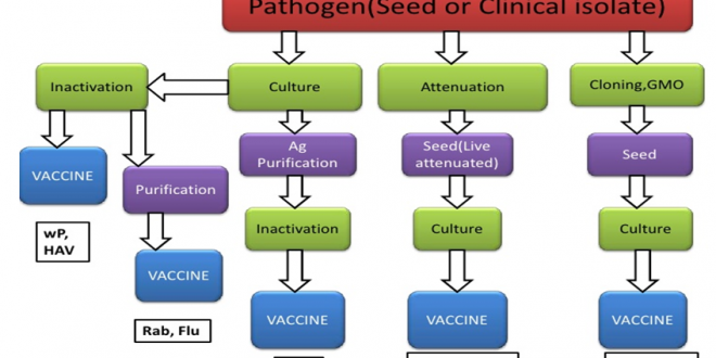 Quy trình cơ bản để phát triển một vaccine - Hội Nội tiết & Đái tháo ...